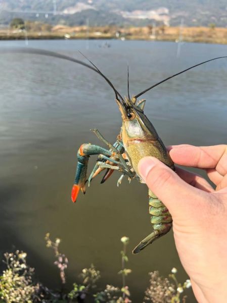 澳洲淡水蓝龙虾怎么做_澳洲蓝龙虾清蒸还是水煮-第2张图片-山城妙识