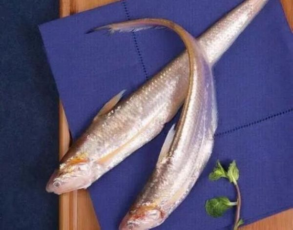 黄河刀鱼和长江刀鱼有什么区别_哪个更贵-第2张图片-山城妙识