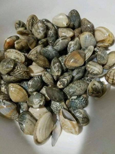 花蛤蜊是海鲜吗_花蛤蜊属于什么类-第3张图片-山城妙识 花蛤蜊是海鲜吗_花蛤蜊属于什么类-第3张图片-山城妙识