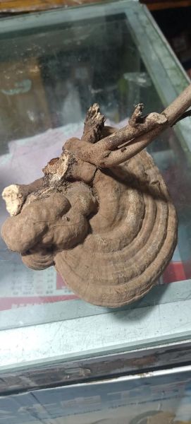 野生灵芝图片真假鉴别_野生灵芝价格多少钱一斤-第1张图片-山城妙识