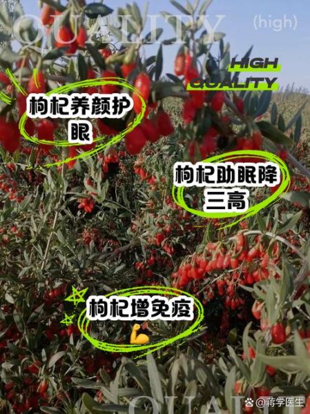 枸杞一天吃多少粒为宜_过量有什么副作用-第3张图片-山城妙识 枸杞一天吃多少粒为宜_过量有什么副作用-第3张图片-山城妙识
