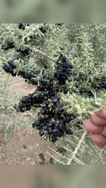 黑枸杞多少钱一斤2020_2020年黑枸杞价格行情-第3张图片-山城妙识