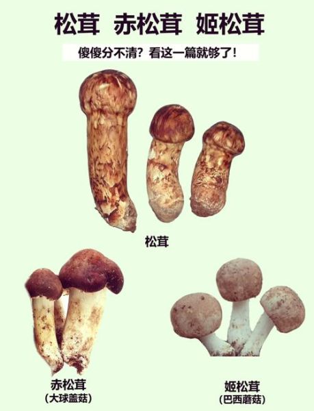 红松茸图片大全_红松茸和松茸的区别-第1张图片-山城妙识