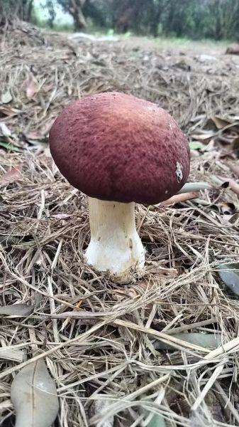 红松茸图片大全_红松茸和松茸的区别-第2张图片-山城妙识