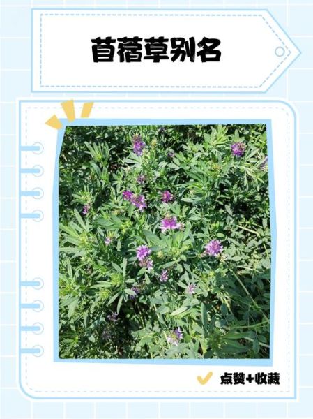 苜蓿怎么读音_苜蓿是读mu还是muxu-第1张图片-山城妙识 苜蓿怎么读音_苜蓿是读mu还是muxu-第1张图片-山城妙识