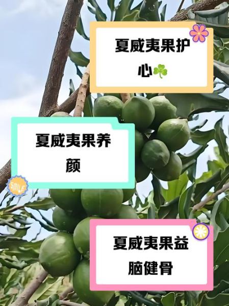 夏威夷果的功效与作用_每天吃多少合适-第1张图片-山城妙识 夏威夷果的功效与作用_每天吃多少合适-第1张图片-山城妙识