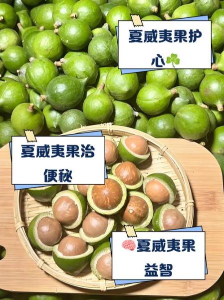 夏威夷果的功效与作用_每天吃多少合适-第3张图片-山城妙识 夏威夷果的功效与作用_每天吃多少合适-第3张图片-山城妙识