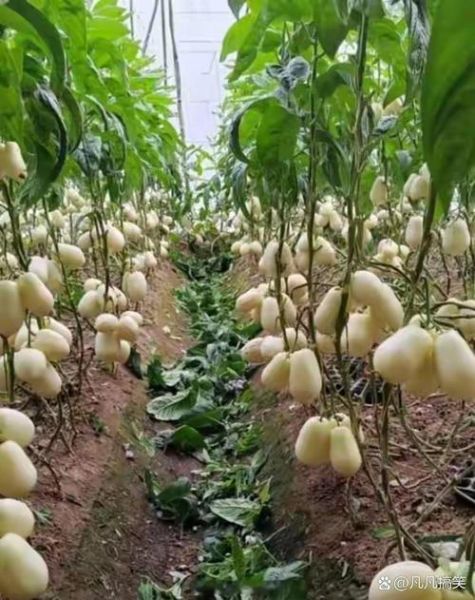 人参果树长什么样_人参果树图片真实吗-第3张图片-山城妙识