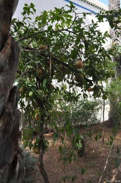 人参果树长什么样_人参果树图片真实吗-第1张图片-山城妙识