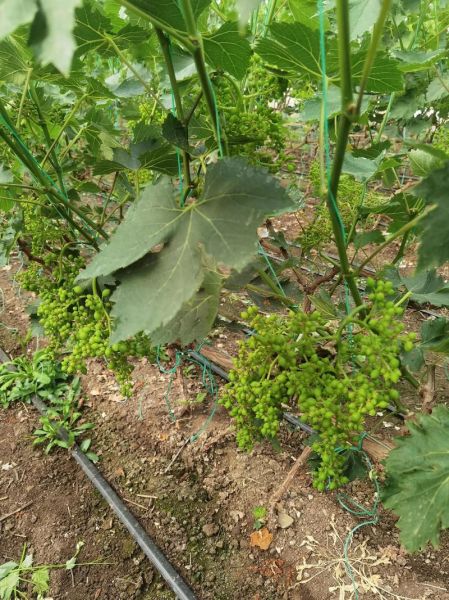 葡萄大棚一亩投资多少钱_葡萄大棚成本明细-第1张图片-山城妙识