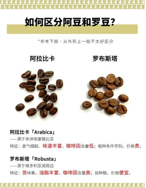 咖啡豆种类有哪些_阿拉比卡和罗布斯塔区别-第1张图片-山城妙识