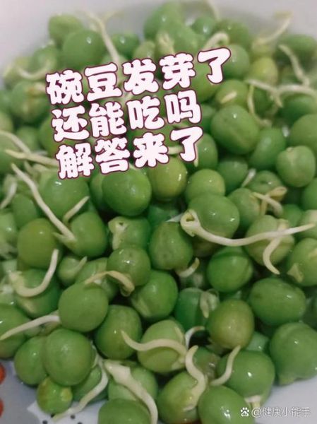 发芽的豌豆粒可以吃吗_怎么判断安全-第1张图片-山城妙识 发芽的豌豆粒可以吃吗_怎么判断安全-第1张图片-山城妙识
