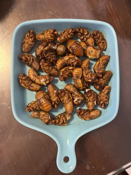 知了猴图片大全大图_知了猴高清图鉴-第2张图片-山城妙识