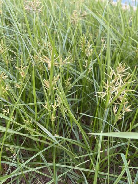 香附子长什么样_香附子图片特征识别-第1张图片-山城妙识 香附子长什么样_香附子图片特征识别-第1张图片-山城妙识