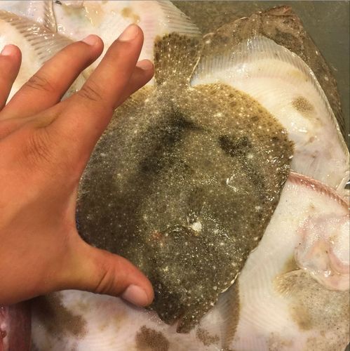 水煮多宝鱼怎么做_水煮多宝鱼用不用去鳞-第1张图片-山城妙识