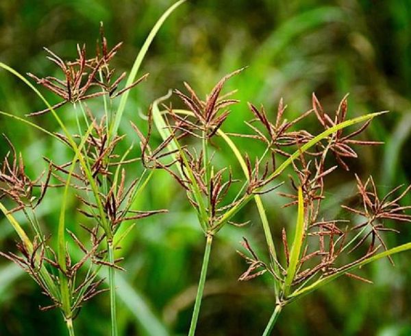 香附子长什么样_香附子图片特征识别-第2张图片-山城妙识 香附子长什么样_香附子图片特征识别-第2张图片-山城妙识