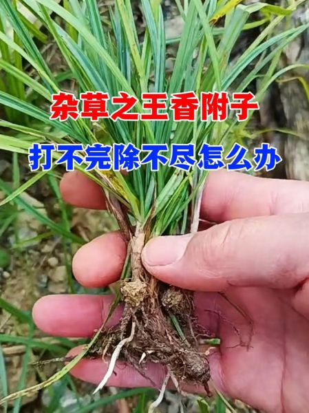 香附子长什么样_香附子图片特征识别-第3张图片-山城妙识 香附子长什么样_香附子图片特征识别-第3张图片-山城妙识