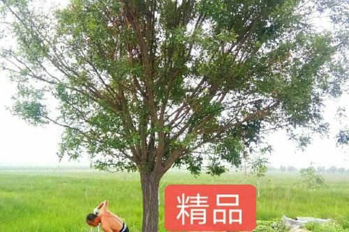 国槐价格多少钱一棵_国槐价格表2024-第1张图片-山城妙识 国槐价格多少钱一棵_国槐价格表2024-第1张图片-山城妙识