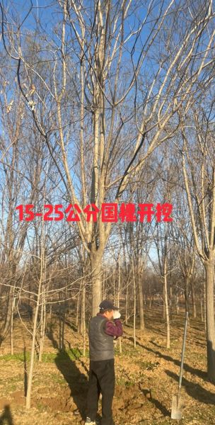 国槐价格多少钱一棵_国槐价格表2024-第2张图片-山城妙识 国槐价格多少钱一棵_国槐价格表2024-第2张图片-山城妙识