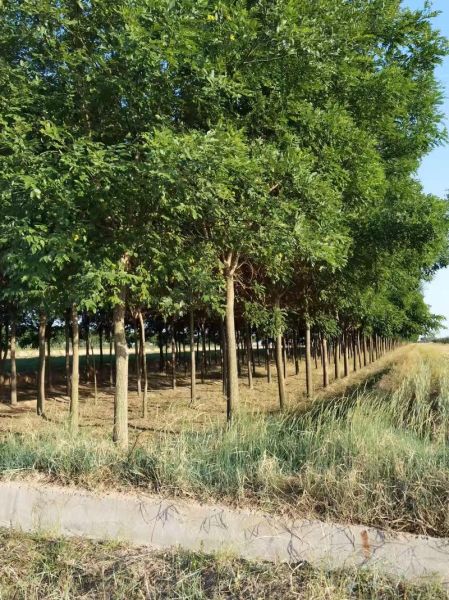 国槐价格多少钱一棵_国槐价格表2024-第3张图片-山城妙识 国槐价格多少钱一棵_国槐价格表2024-第3张图片-山城妙识