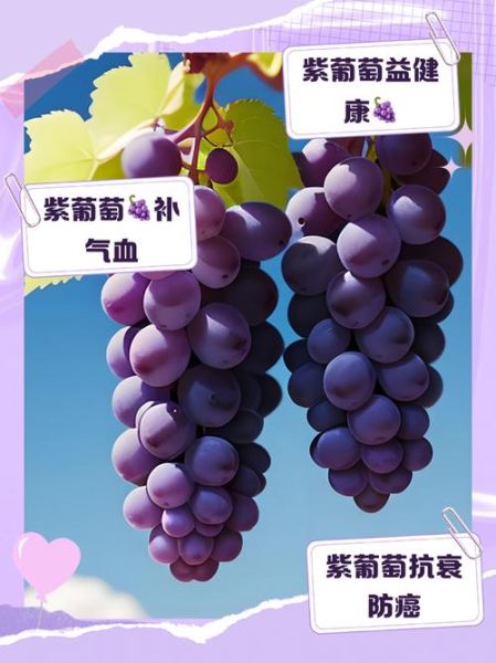葡萄的营养价值及功效_吃葡萄有什么好处-第2张图片-山城妙识 葡萄的营养价值及功效_吃葡萄有什么好处-第2张图片-山城妙识