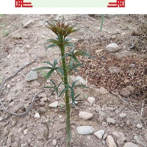 掌叶覆盆子长什么样_掌叶覆盆子与树莓区别-第2张图片-山城妙识