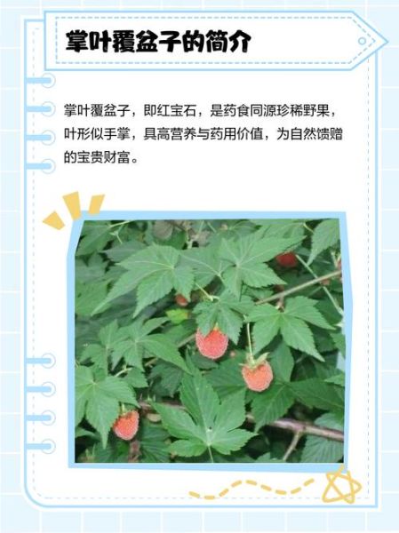 掌叶覆盆子长什么样_掌叶覆盆子与树莓区别-第3张图片-山城妙识