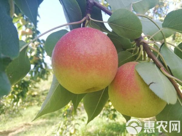 南国梨图片_如何挑选正宗南国梨-第3张图片-山城妙识