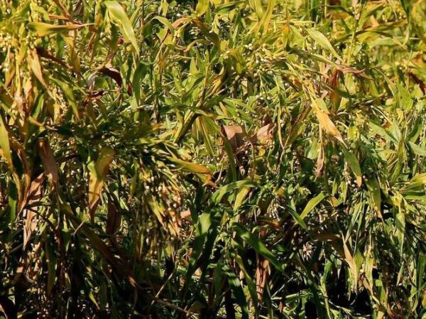 红豆薏米水喝了毁容_是真的吗-第2张图片-山城妙识 红豆薏米水喝了毁容_是真的吗-第2张图片-山城妙识