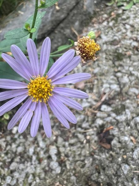 马兰头种植基地在哪里_马兰头种植前景怎么样-第3张图片-山城妙识