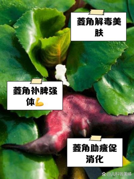 菱角的功效与作用_菱角怎么吃最养生-第2张图片-山城妙识