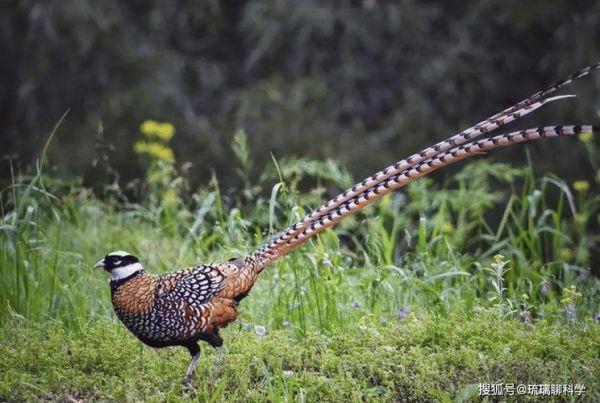 吃野鸡肉有什么危害_野鸡肉安全吗-第2张图片-山城妙识