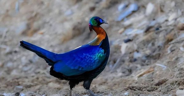 吃野鸡肉有什么危害_野鸡肉安全吗-第3张图片-山城妙识