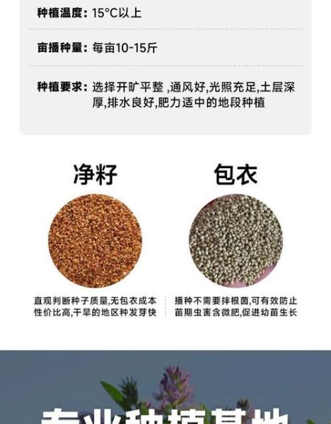 紫花苜蓿一亩几斤种子_播种量怎么算-第2张图片-山城妙识