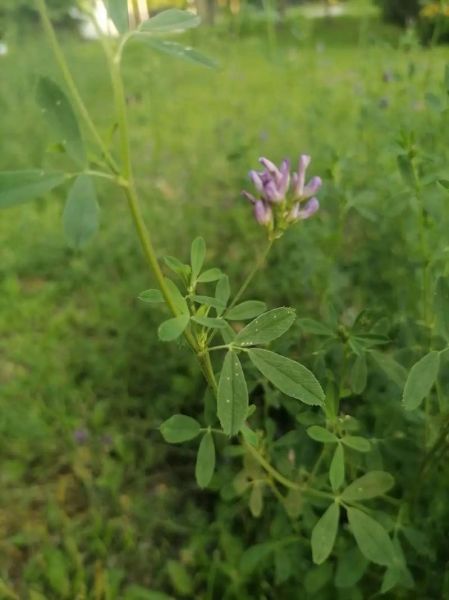 紫花苜蓿一亩几斤种子_播种量怎么算-第1张图片-山城妙识