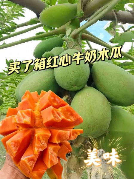 牛奶木瓜的功效与作用_牛奶木瓜怎么吃最好-第1张图片-山城妙识 牛奶木瓜的功效与作用_牛奶木瓜怎么吃最好-第1张图片-山城妙识