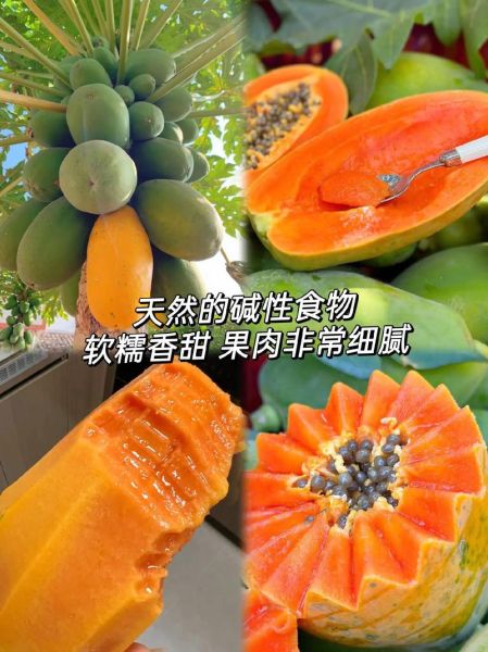 牛奶木瓜的功效与作用_牛奶木瓜怎么吃最好-第3张图片-山城妙识 牛奶木瓜的功效与作用_牛奶木瓜怎么吃最好-第3张图片-山城妙识