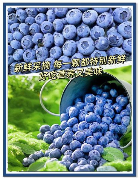 蓝莓花青素的功效与作用_蓝莓花青素怎么吃效果最好-第3张图片-山城妙识