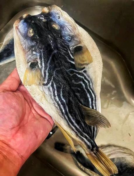 干河豚鱼怎么泡发_干河豚鱼的家常做法-第3张图片-山城妙识