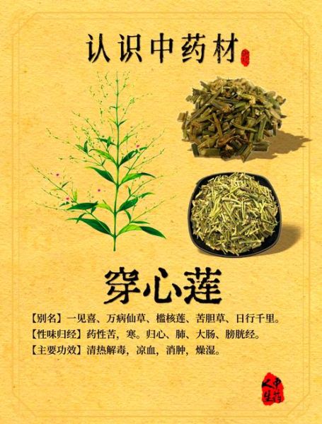 橙汁穿心莲怎么做_橙汁穿心莲的功效与禁忌-第1张图片-山城妙识