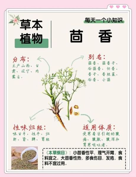 茴香图片作用与功效_孕妇能吃茴香吗-第2张图片-山城妙识