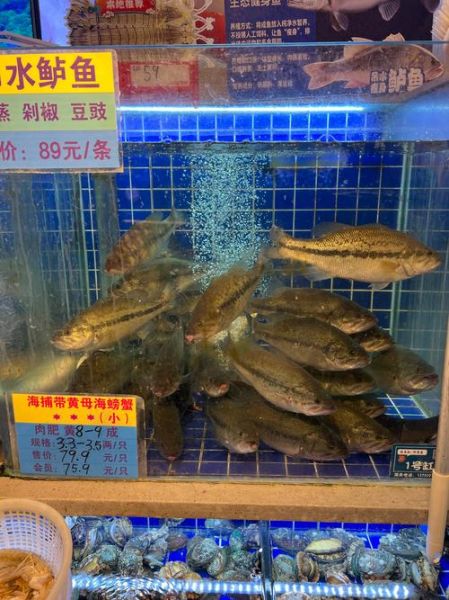 北京鲈鱼多少钱一斤_北京鲈鱼最新价格-第3张图片-山城妙识