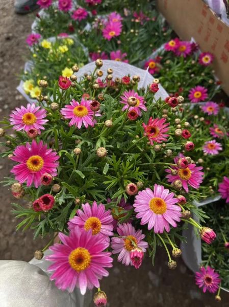 玛格丽特花图片大全_玛格丽特花怎么养-第1张图片-山城妙识