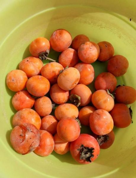 自家柿子怎么做柿饼_家庭自制柿饼详细步骤-第2张图片-山城妙识