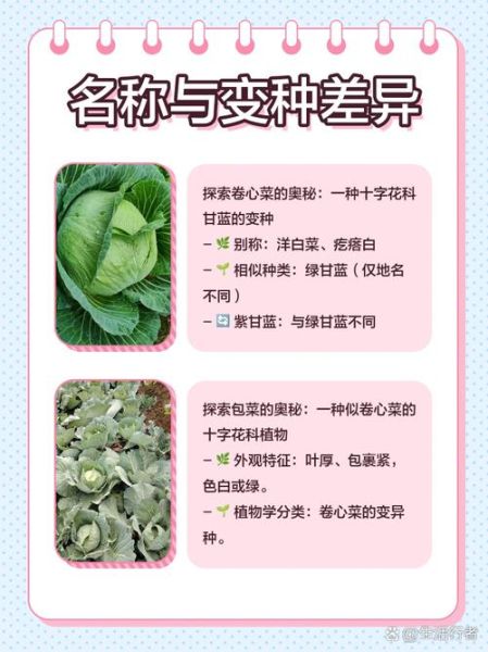圆白菜是什么菜_圆白菜和包菜的区别-第2张图片-山城妙识