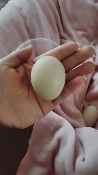 白煮蛋要煮多久_白煮蛋几分钟最嫩-第1张图片-山城妙识