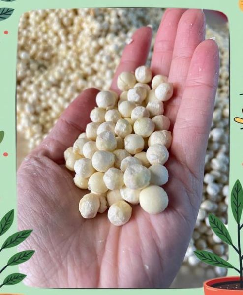 糖水鸡头米怎么做_鸡头米糖水要煮多久-第3张图片-山城妙识