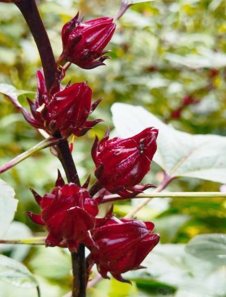 玫瑰茄怎么读_玫瑰茄的功效与作用-第3张图片-山城妙识