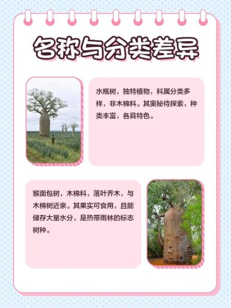 面包树和猴面包树区别_如何一眼分辨-第1张图片-山城妙识