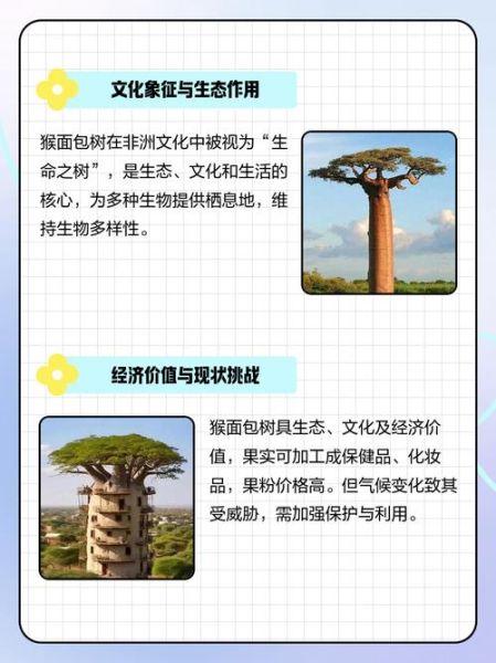 面包树和猴面包树区别_如何一眼分辨-第2张图片-山城妙识